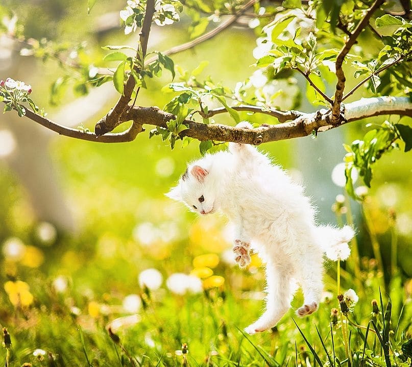 Quels sont les risques pour mon chat au printemps
