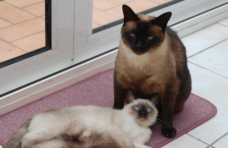 Le chat siamois : fiche de race