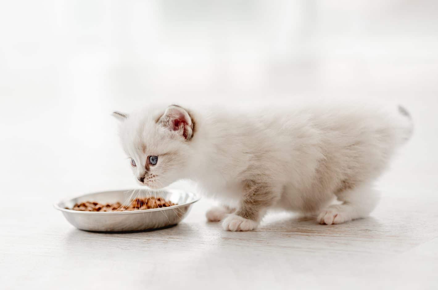L’alimentation du chat : tout ce qu'il faut savoir
