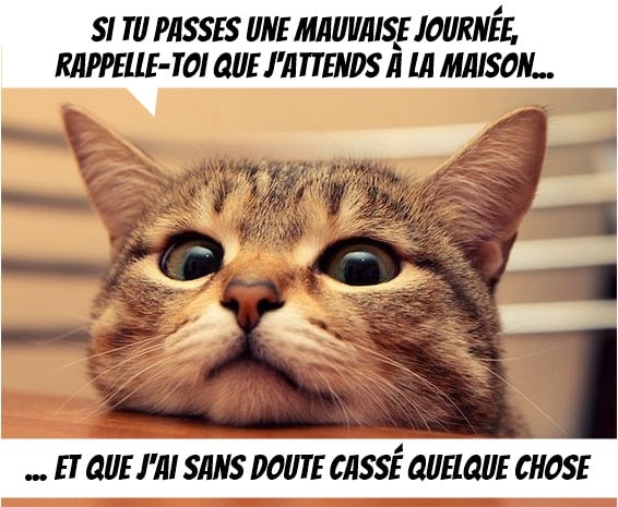 Dix mèmes et illustrations de chats qui nous font rire