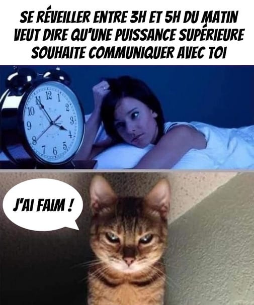 Dix mèmes et illustrations de chats qui nous font rire