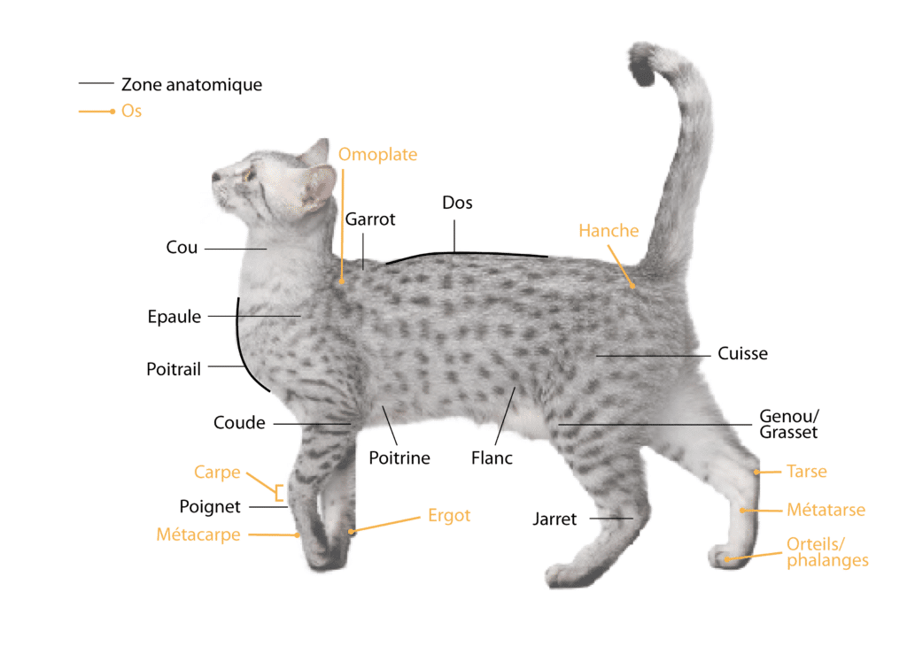 Anatomie des chats : Os, muscles et système nerveux