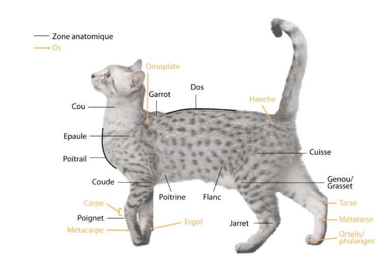 Anatomie des chats : Os, muscles et système nerveux