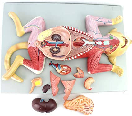 Anatomie des chats : Os, muscles et système nerveux