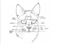 Anatomie des chats : Os, muscles et système nerveux
