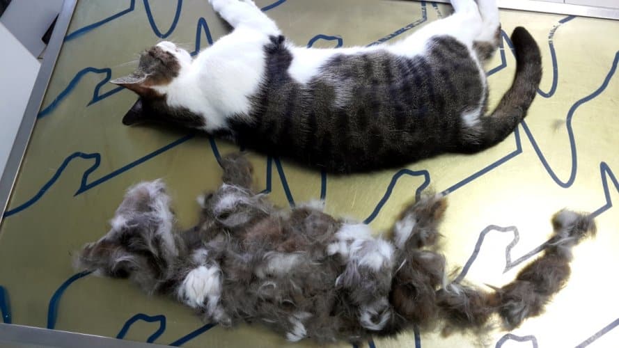 Comment aider mon chat pendant la mue