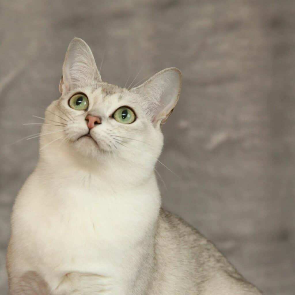 les 10 races de chats les plus rares