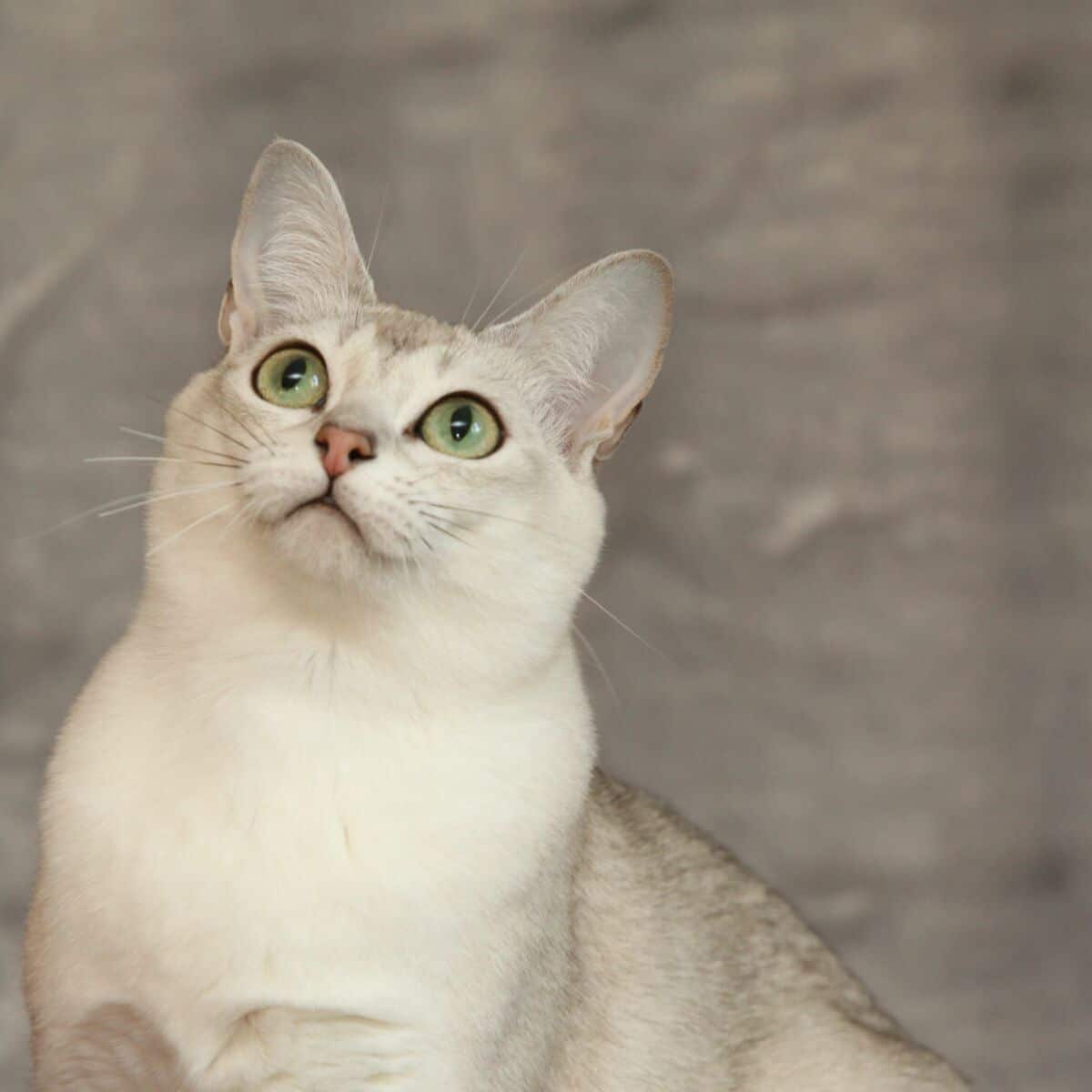 les 10 races de chats les plus rares