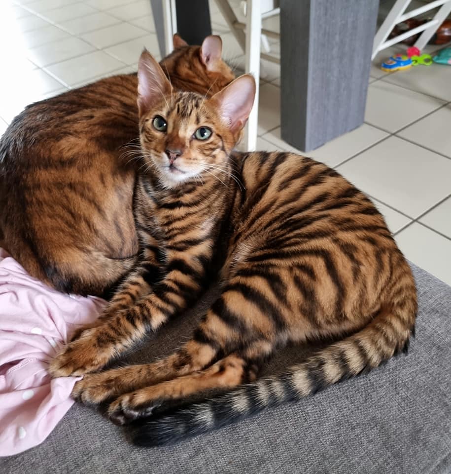 les 10 races de chats les plus rares