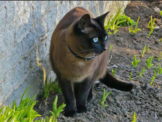 les 10 races de chats les plus rares