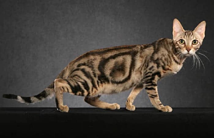 les 10 races de chats les plus rares