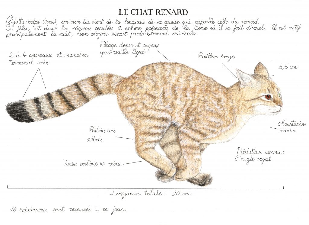 Chat-renard : une nouvelle espèce découverte en corse