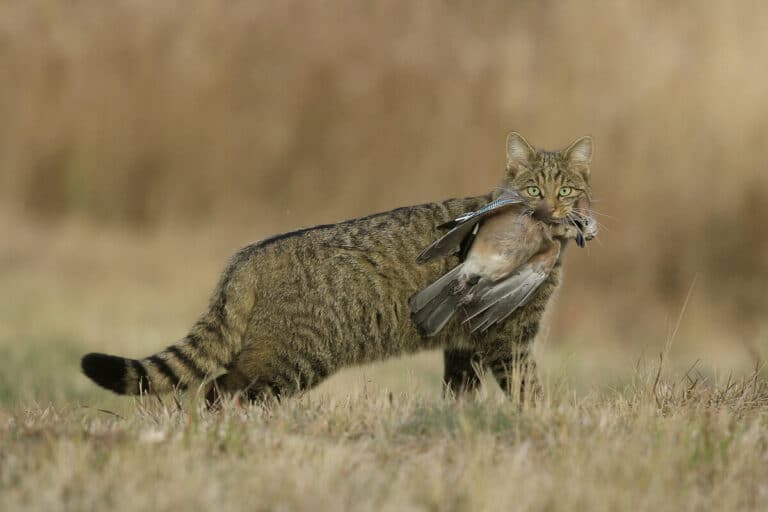 Chat-renard : une nouvelle espèce découverte en corse