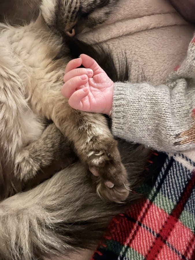 Chats et bébés : Conseils pour une Cohabitation Harmonieuse