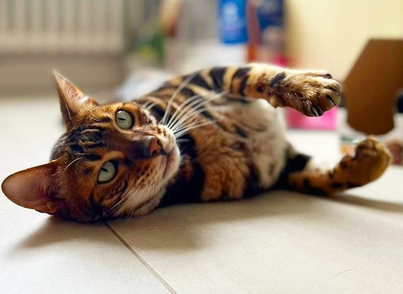 Les races de chats les plus intelligentes