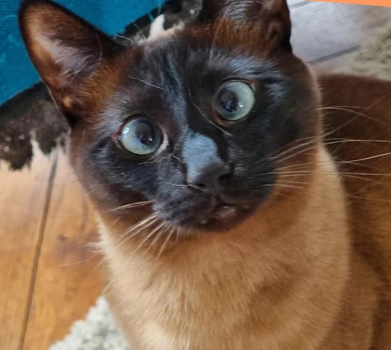 Les races de chats les plus intelligentes